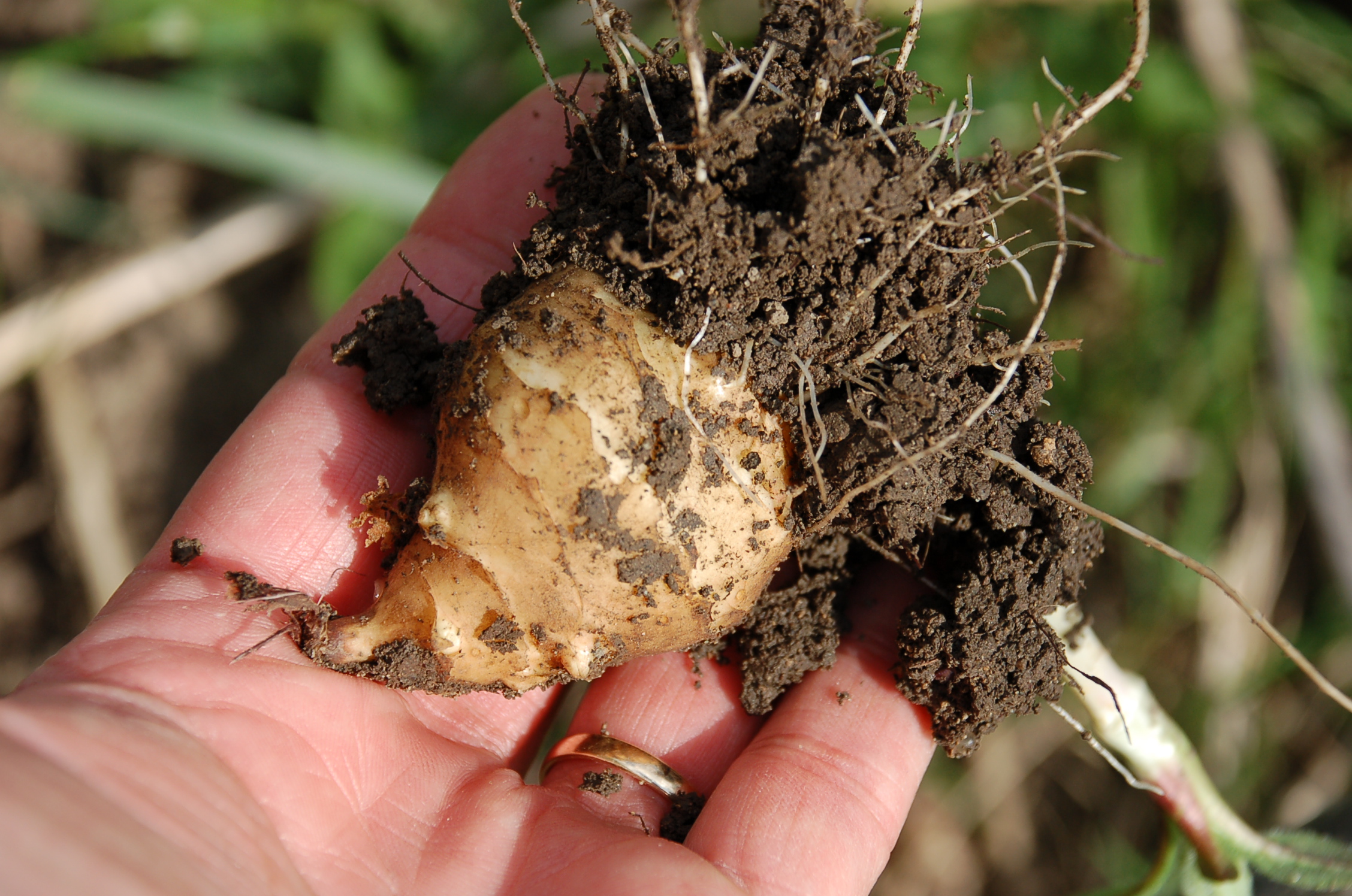 The Canada Potato: Jerusalem artichoke - AndrewCoppolino.com