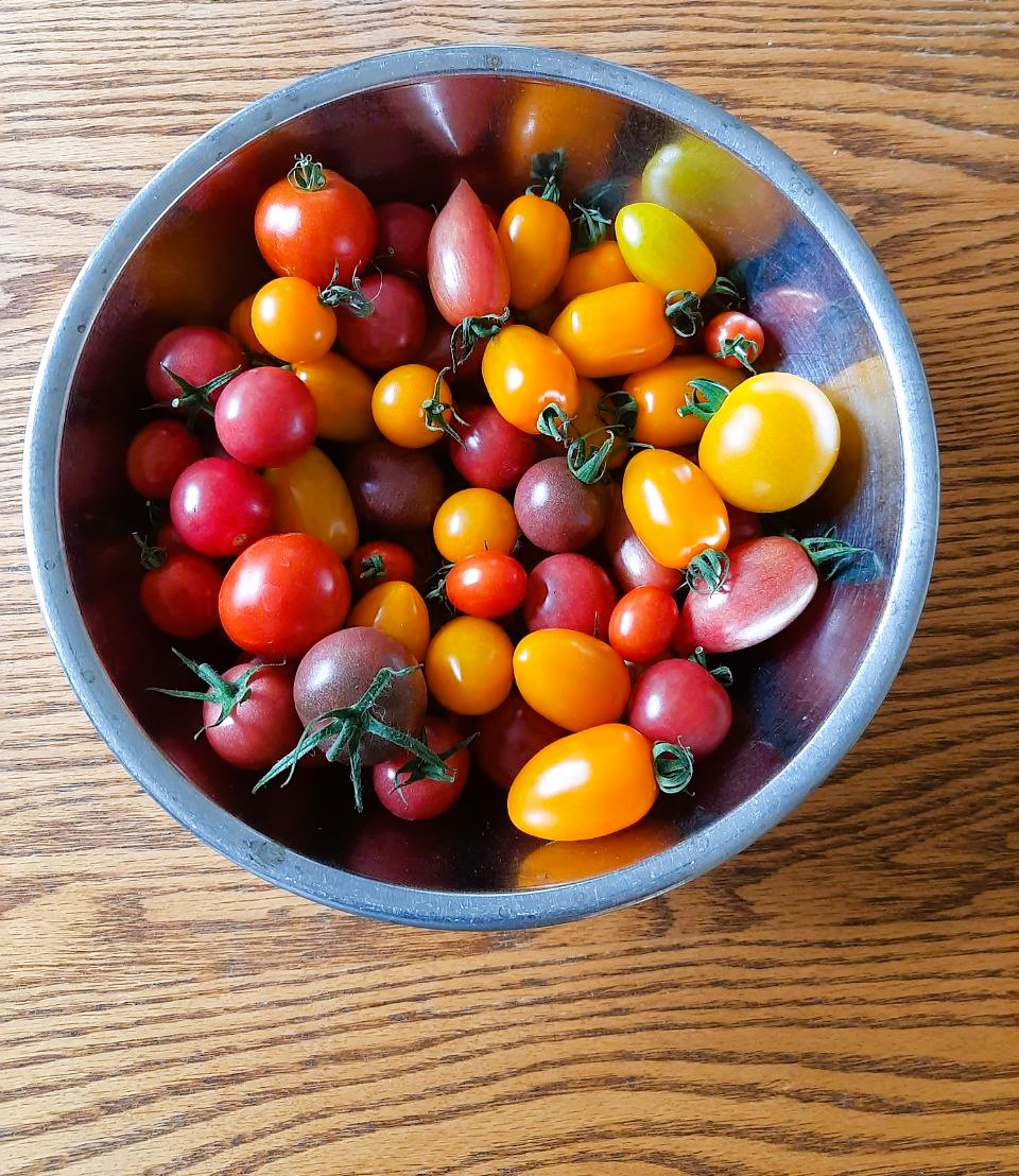 Tomatoes! - AndrewCoppolino.com